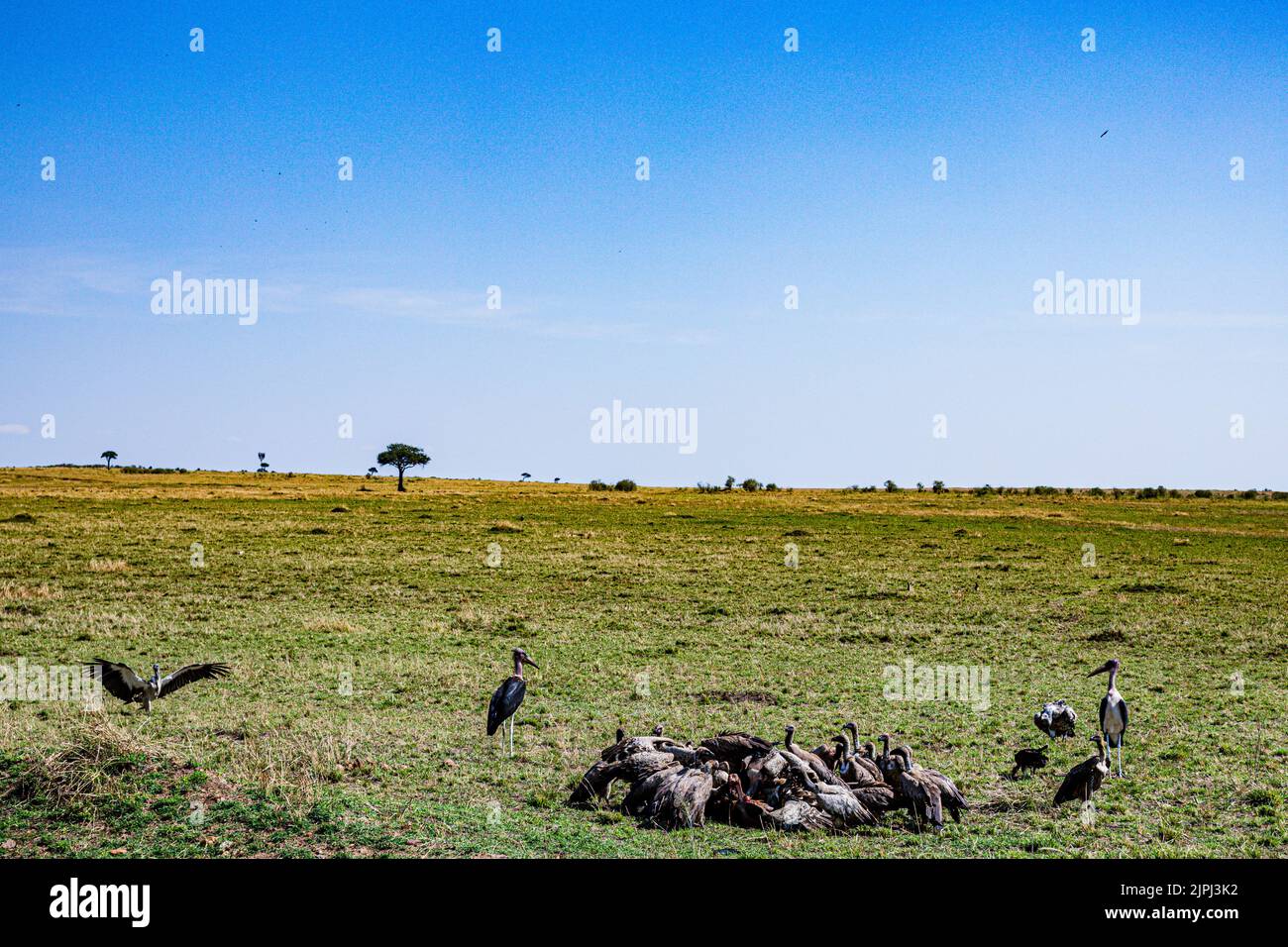 A vulture is a bird of prey that scavenges on carrion. There are 23 ...
