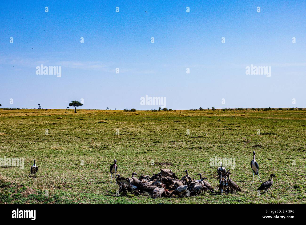 A vulture is a bird of prey that scavenges on carrion. There are 23 ...