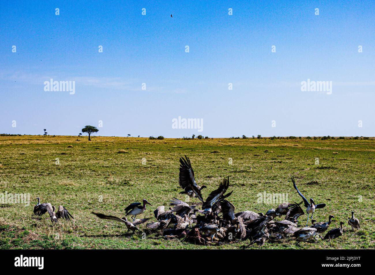 A vulture is a bird of prey that scavenges on carrion. There are 23 ...