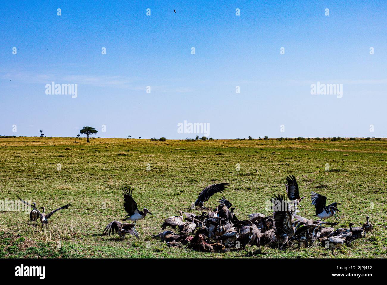 A vulture is a bird of prey that scavenges on carrion. There are 23 ...