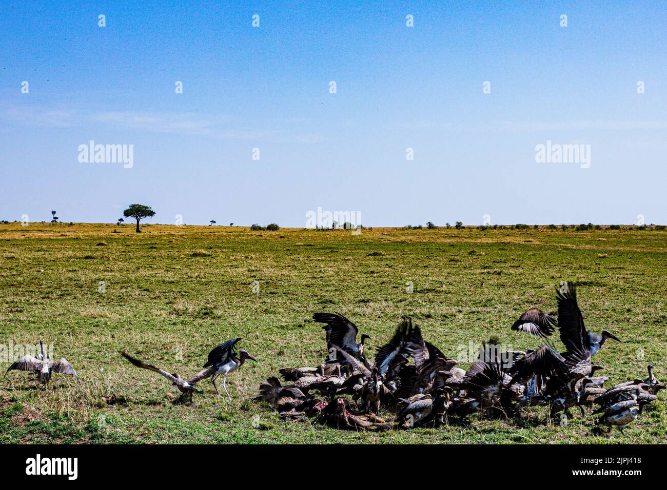 A vulture is a bird of prey that scavenges on carrion. There are 23 ...