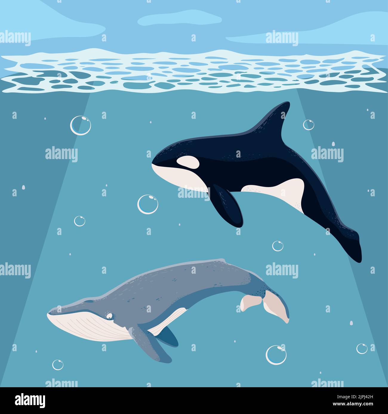 blue and orca whales Stock Vector Image & Art - Alamy