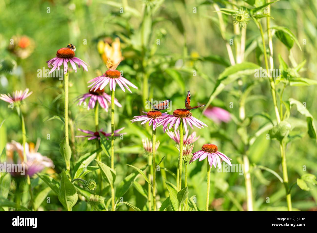 Butterflies on summer flower in garden with green grass background and ...