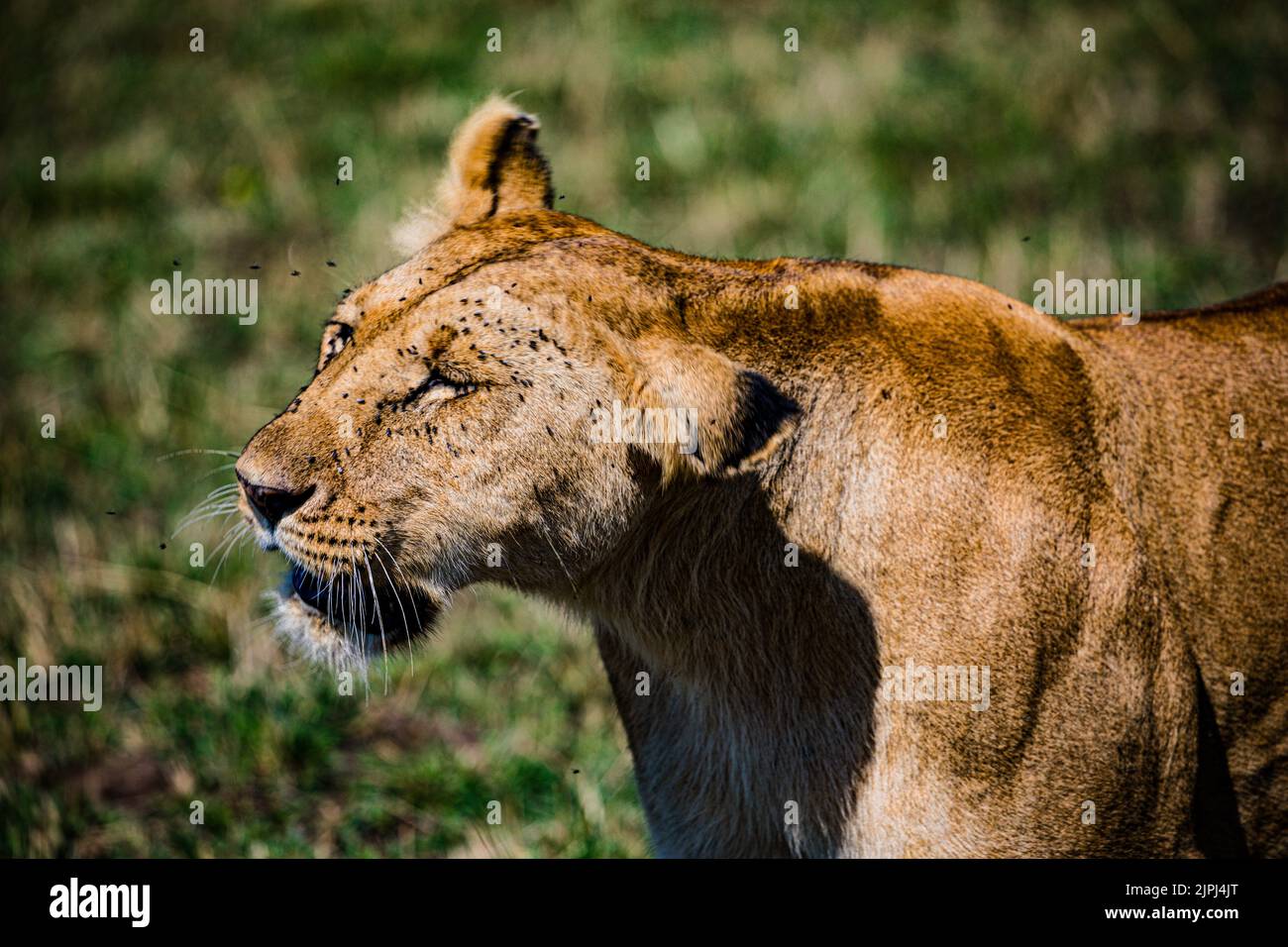 lion is a large cat of the genus Panthera, native to Africa and India ...