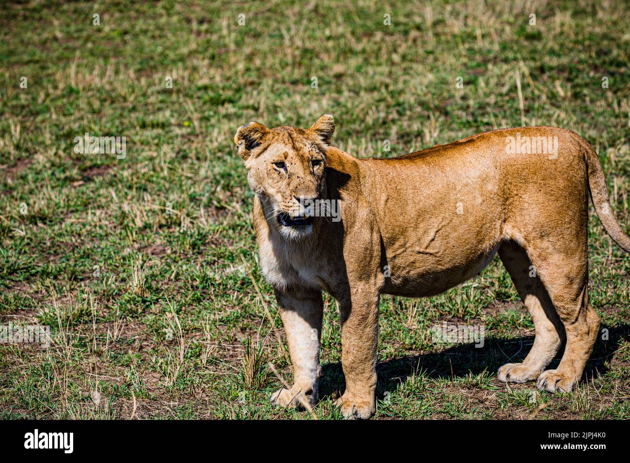 lion is a large cat of the genus Panthera, native to Africa and India ...