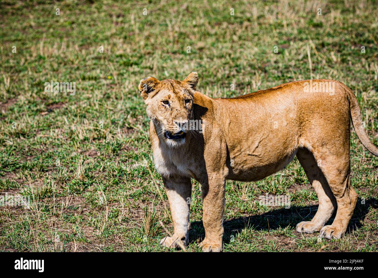 lion is a large cat of the genus Panthera, native to Africa and India ...