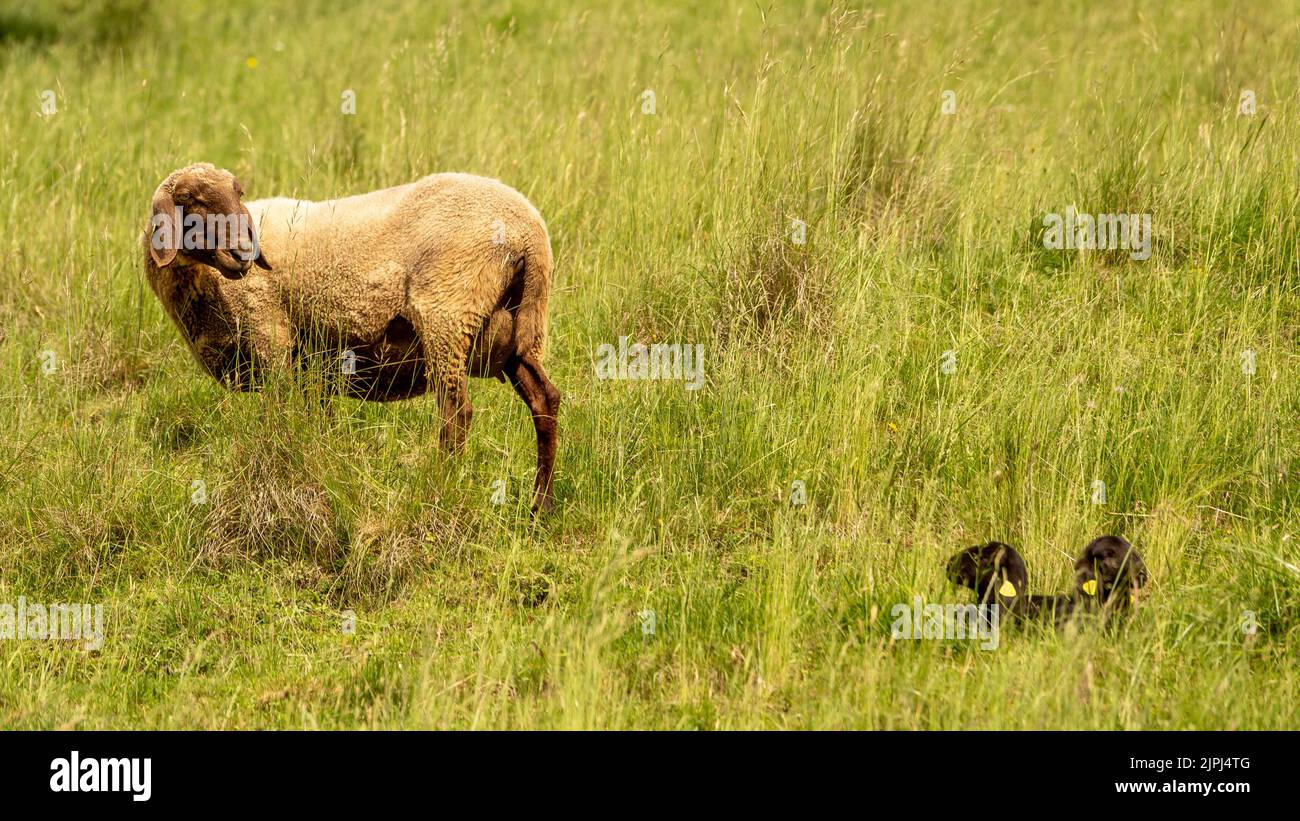 Hissar sheep hi-res stock photography and images - Alamy