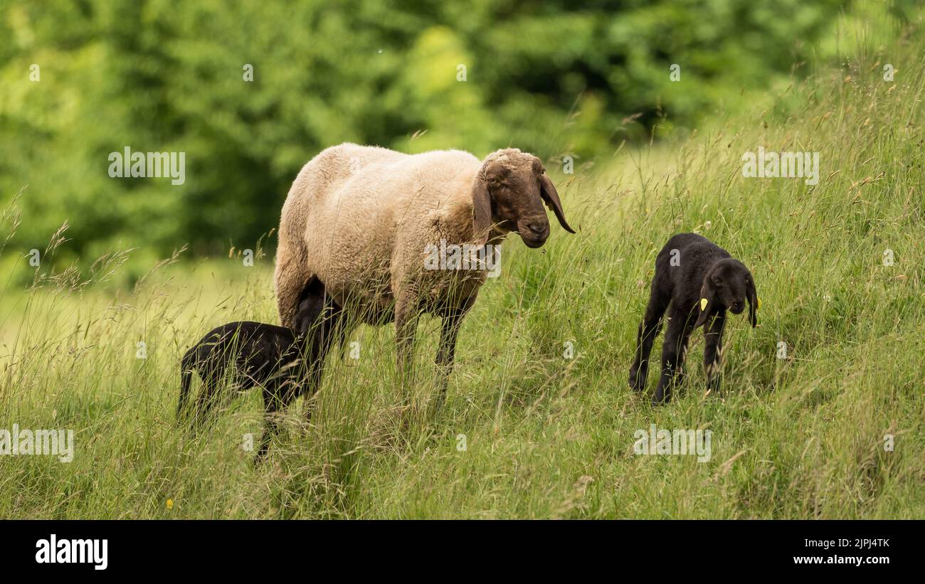 Sheep hissar hi-res stock photography and images - Alamy