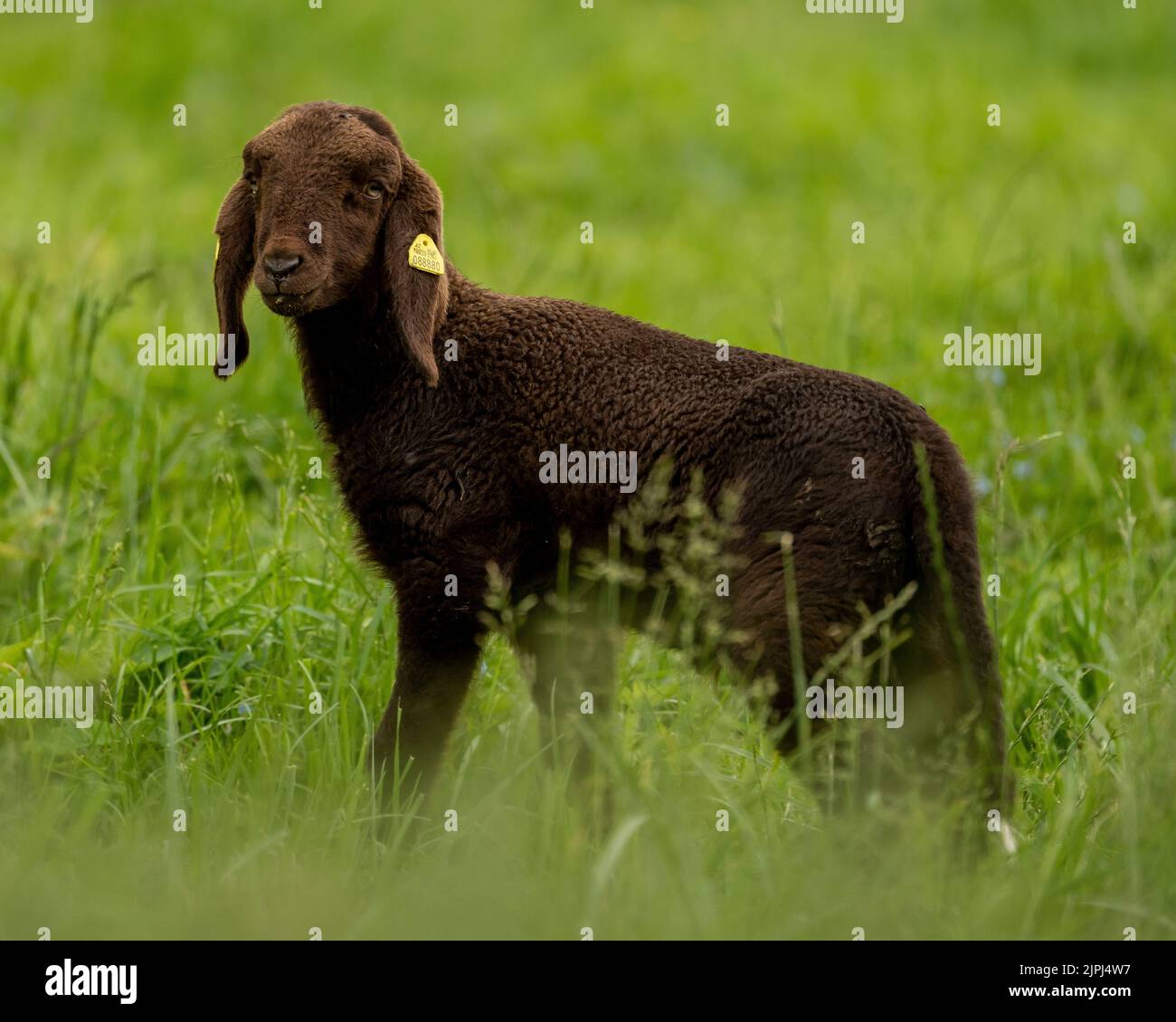 Hissar sheep hi-res stock photography and images - Alamy