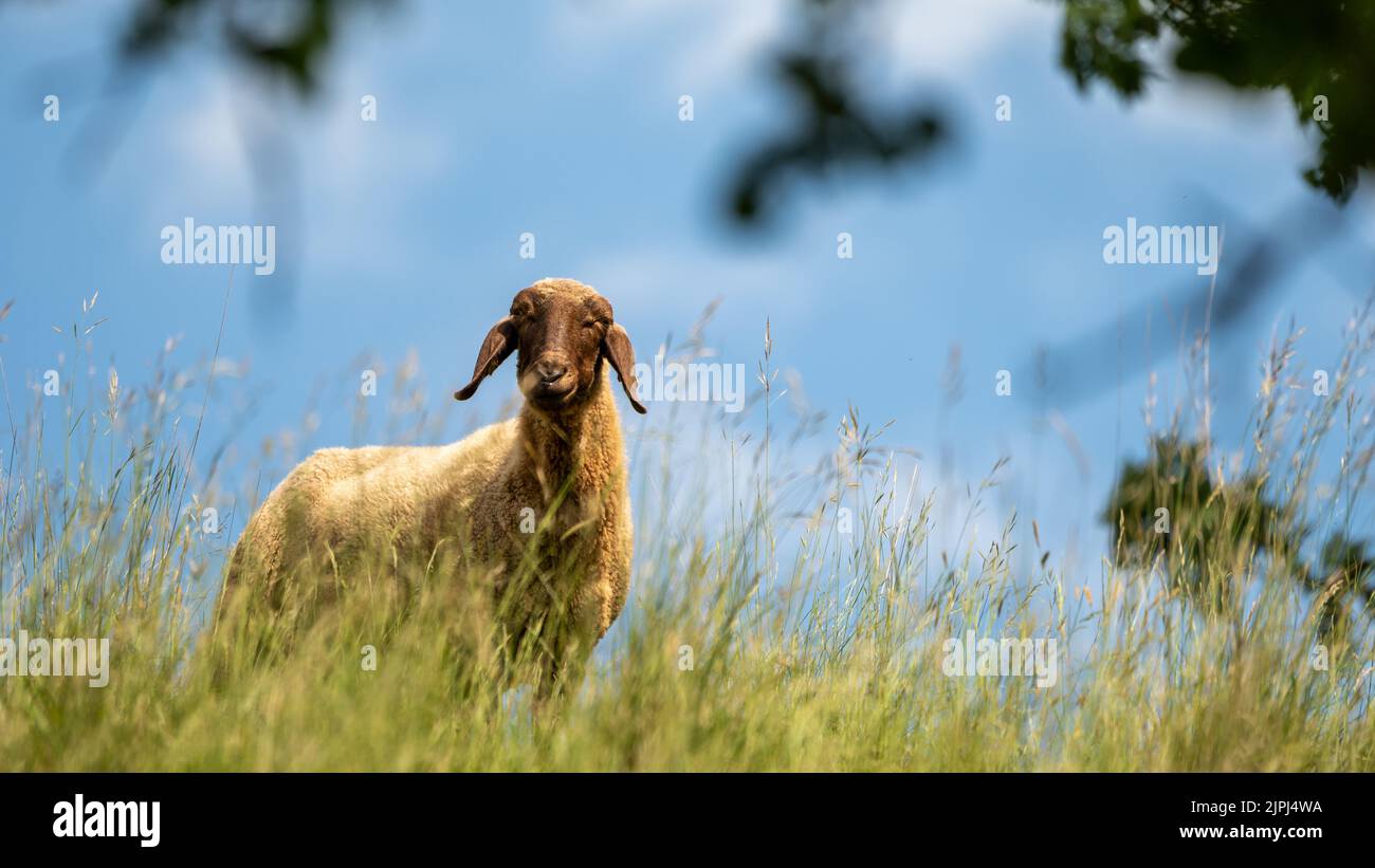 Hissar sheep hi-res stock photography and images - Alamy