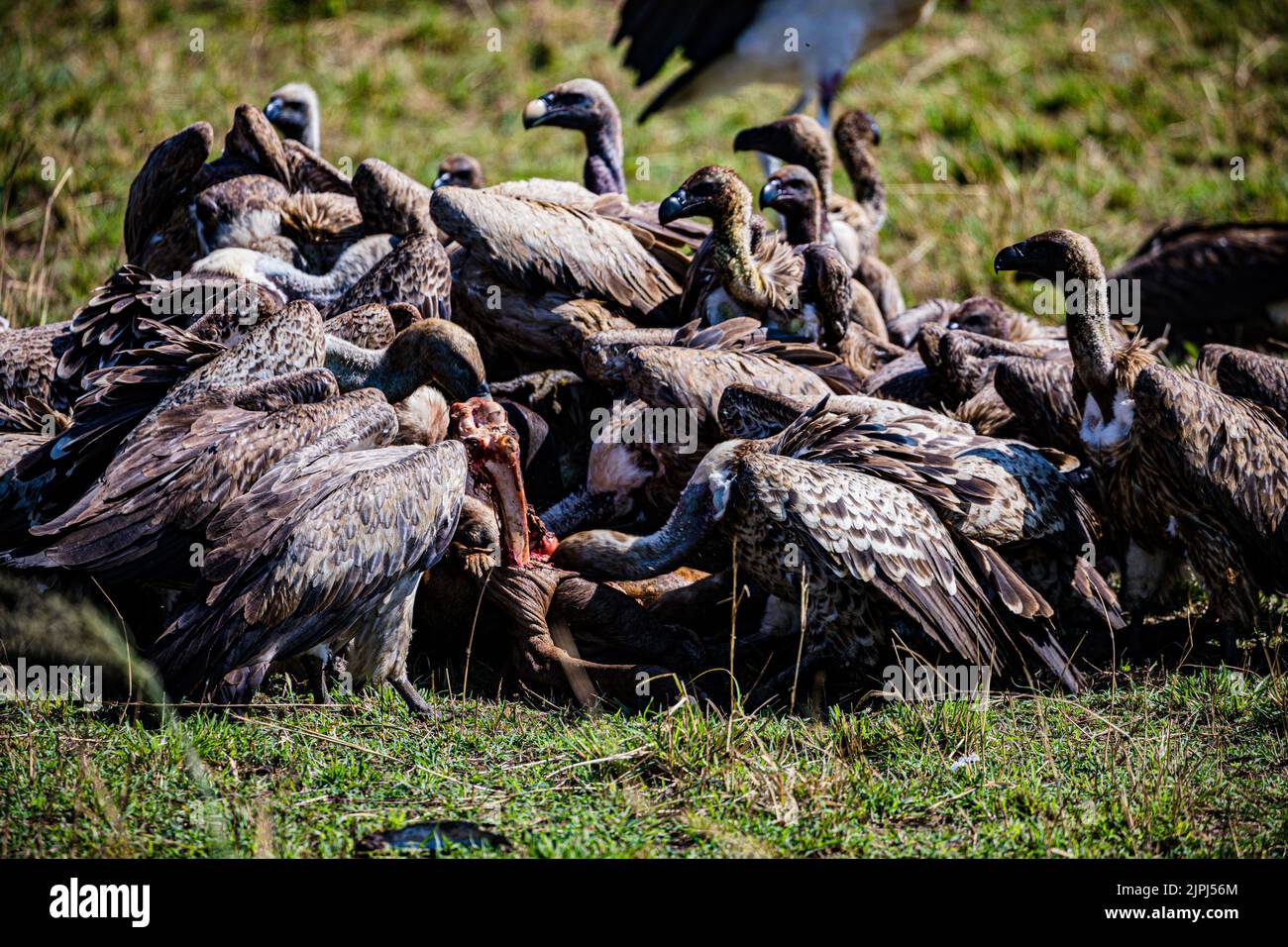 A vulture is a bird of prey that scavenges on carrion. There are 23 ...