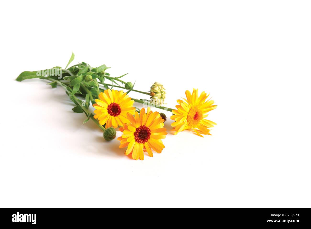Blooming calendula with buds and seeds close-up on a white background ...