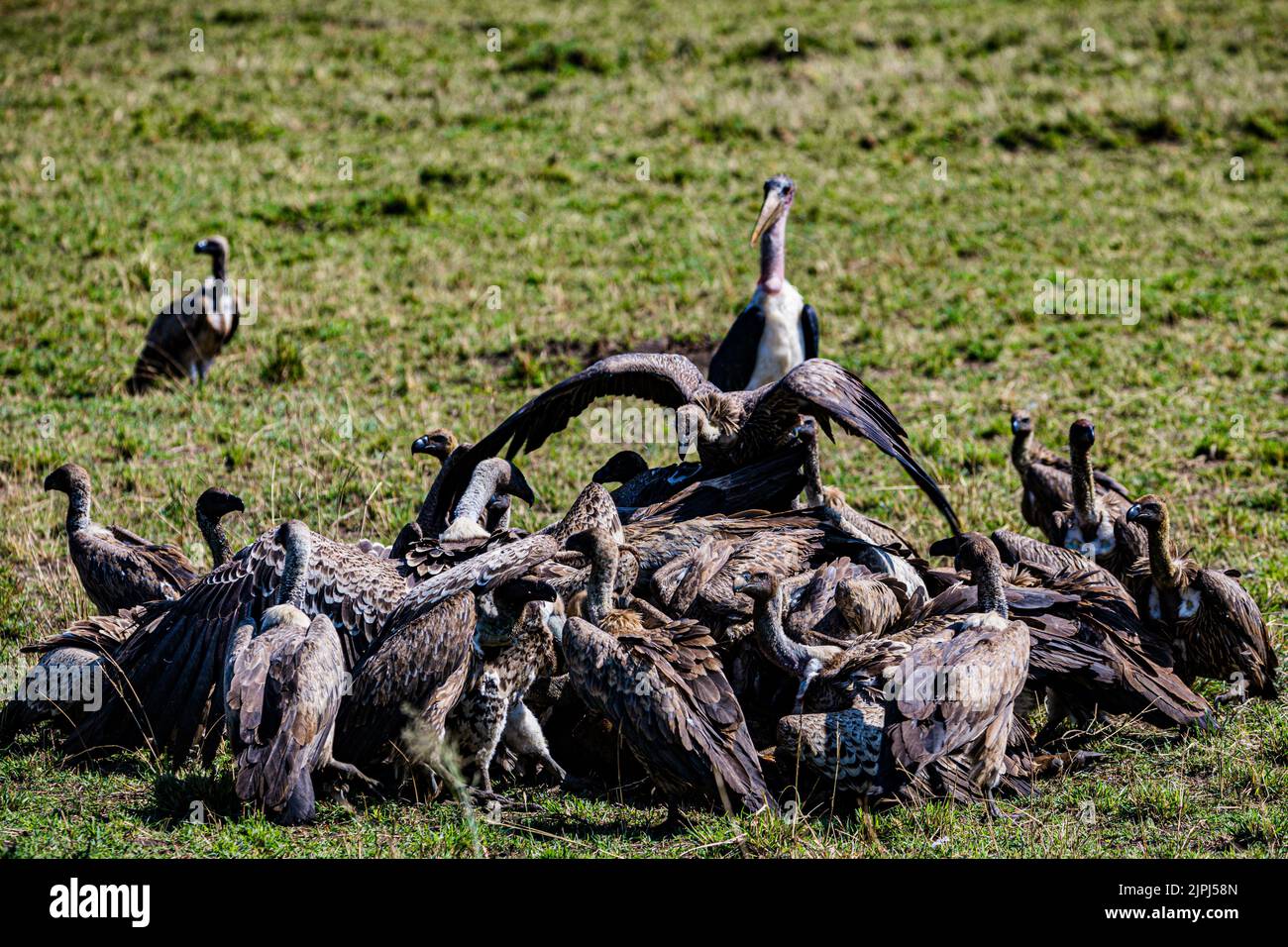 A vulture is a bird of prey that scavenges on carrion. There are 23 ...