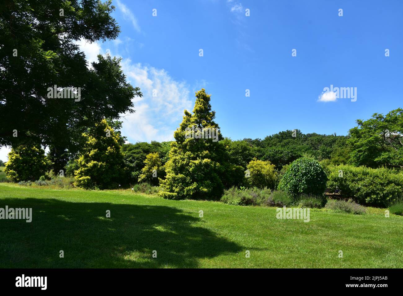 Beautiful scenic landscape with tall trees and bushes in the outdoors ...