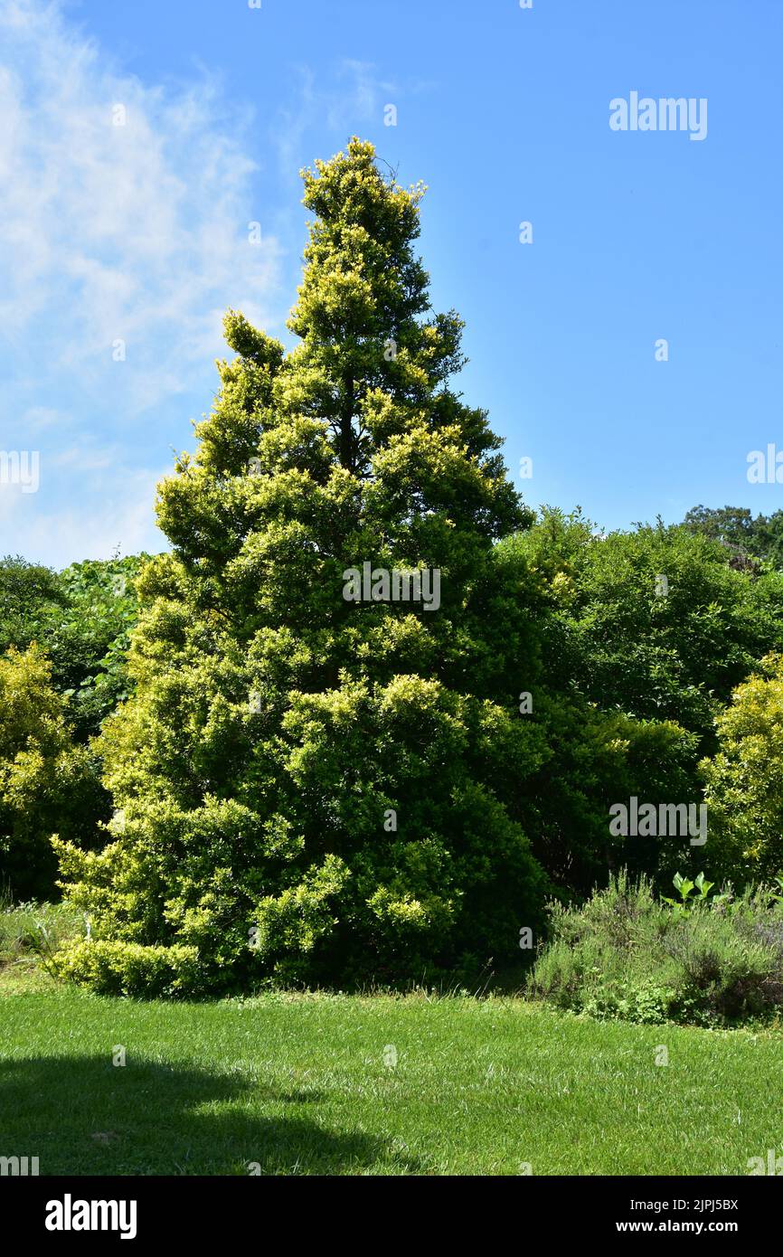 Beautiful scenic views with evergreen trees under beautiful blue skies ...
