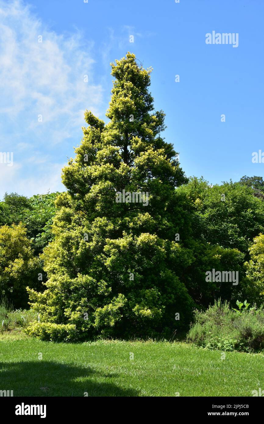 Amazing tall evergreen tree on a picture perfect summer day Stock Photo - Alamy