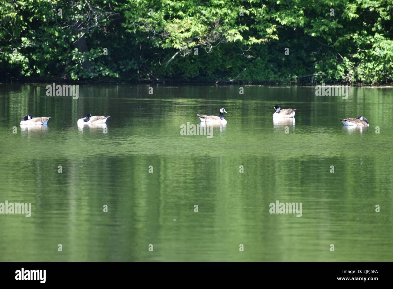 A group of Canadian geese swimming on a green lake surface Stock Photo ...