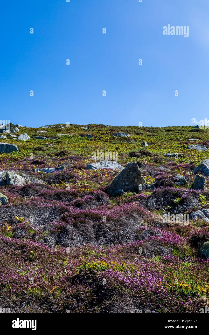 Heather growing on a hillside, on the Cornish coast Stock Photo - Alamy