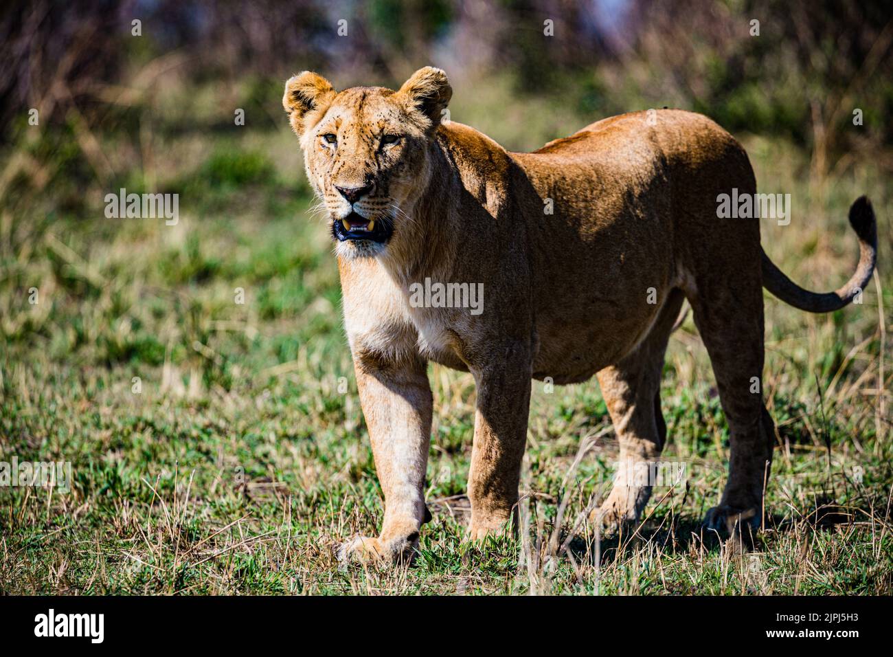 The lion is a large cat of the genus Panthera, native to Africa and ...