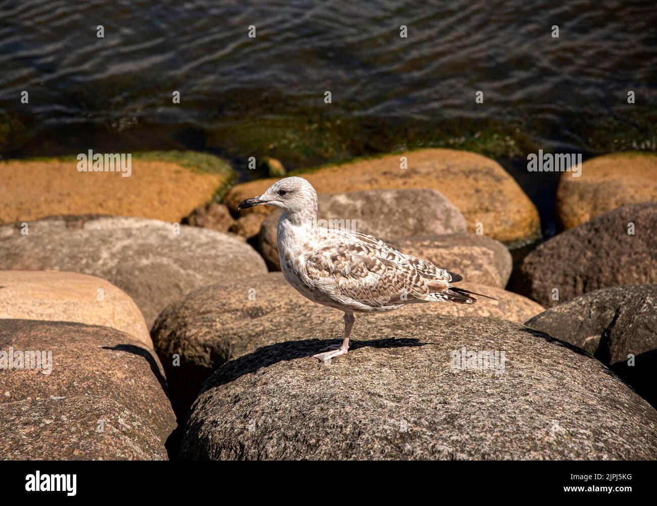 Photography of seagull, rocks, sea, bird, argentatus Stock Photo - Alamy