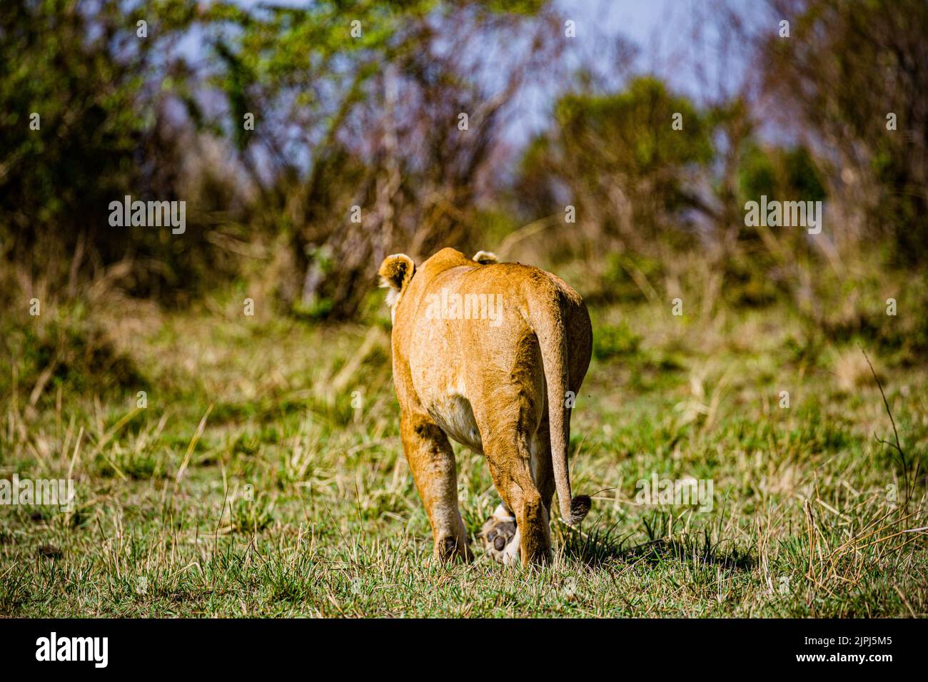 The lion is a large cat of the genus Panthera, native to Africa and ...