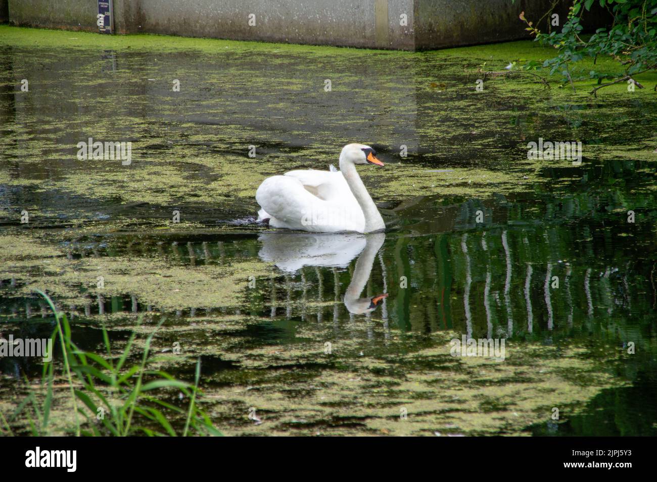 A white swan wading in a marsh Stock Photo - Alamy
