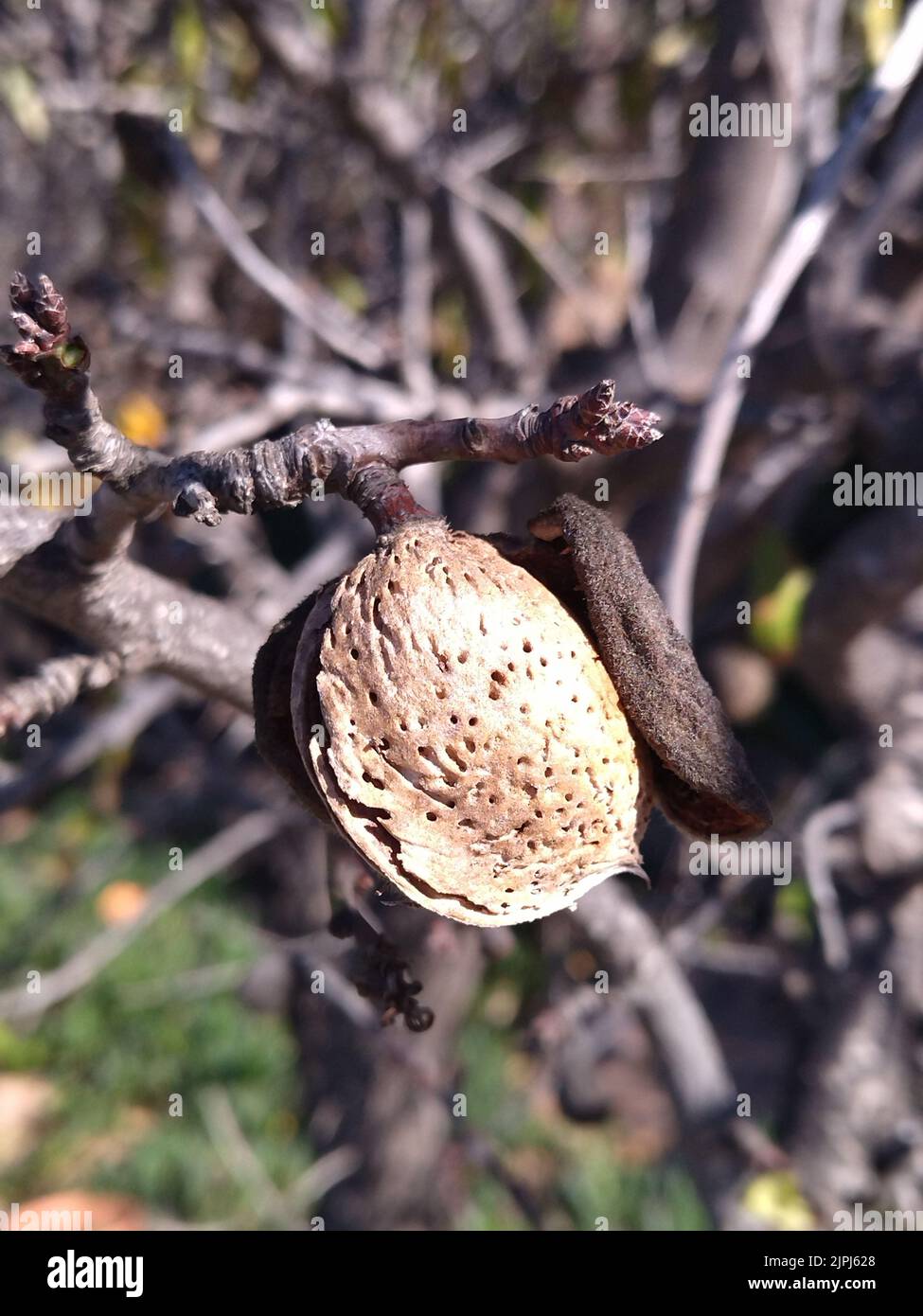 Almond tree beams hi-res stock photography and images - Alamy