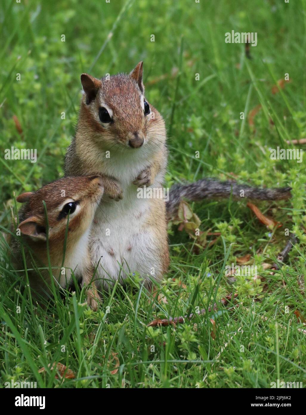 A closeup of two cute chipmunks in the backyard Stock Photo - Alamy