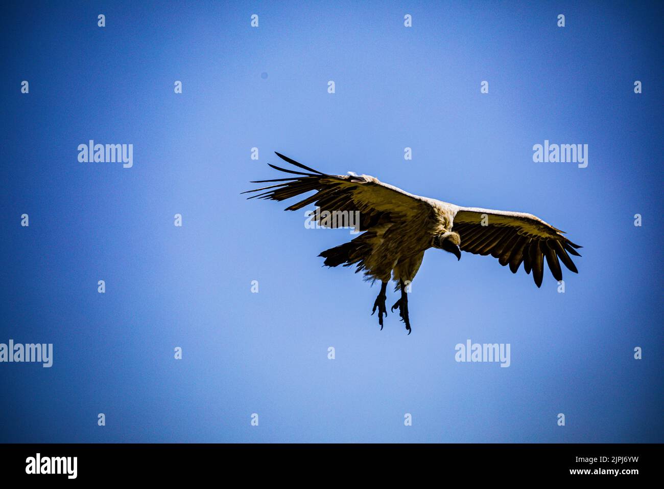 A vulture is a bird of prey that scavenges on carrion. There are 23 ...