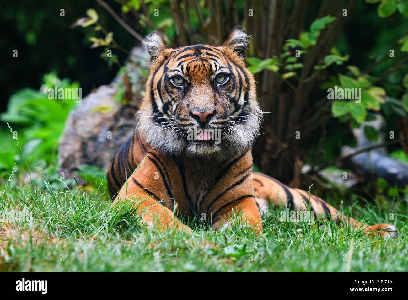 Close-up of a Sumatran tiger in jungle Stock Photo - Alamy