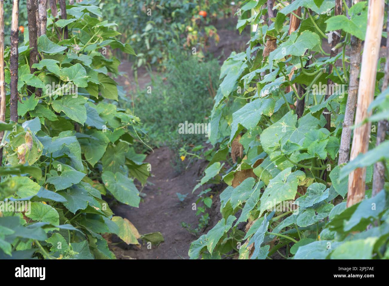 Cucumber plantation with green leaves in countryside. Cucumbers farm ...
