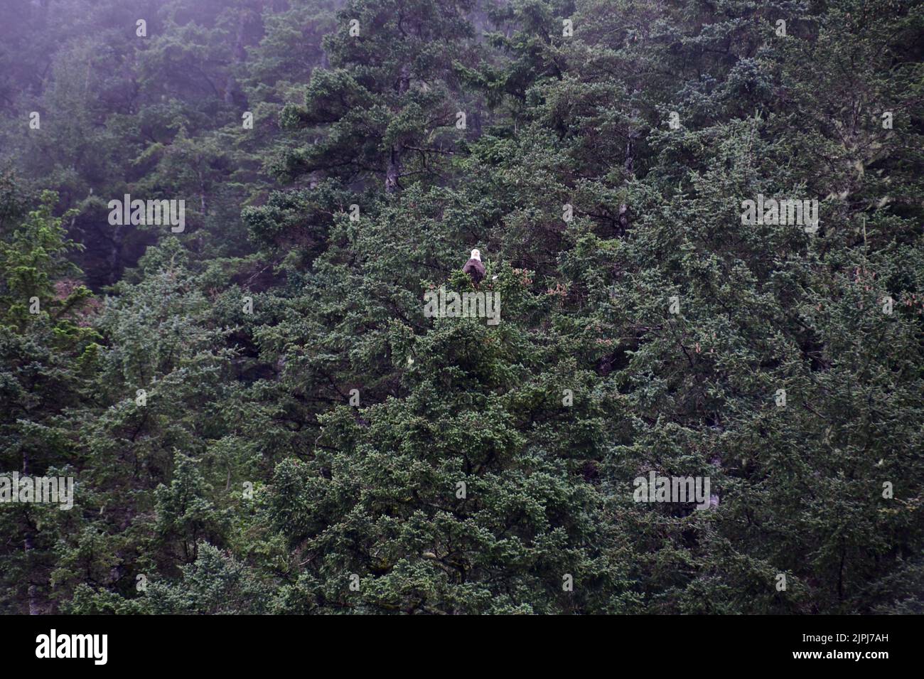 Inian Islands, Alaska, USA. 1st Aug, 2022. A bald eagle nests in a tree ...