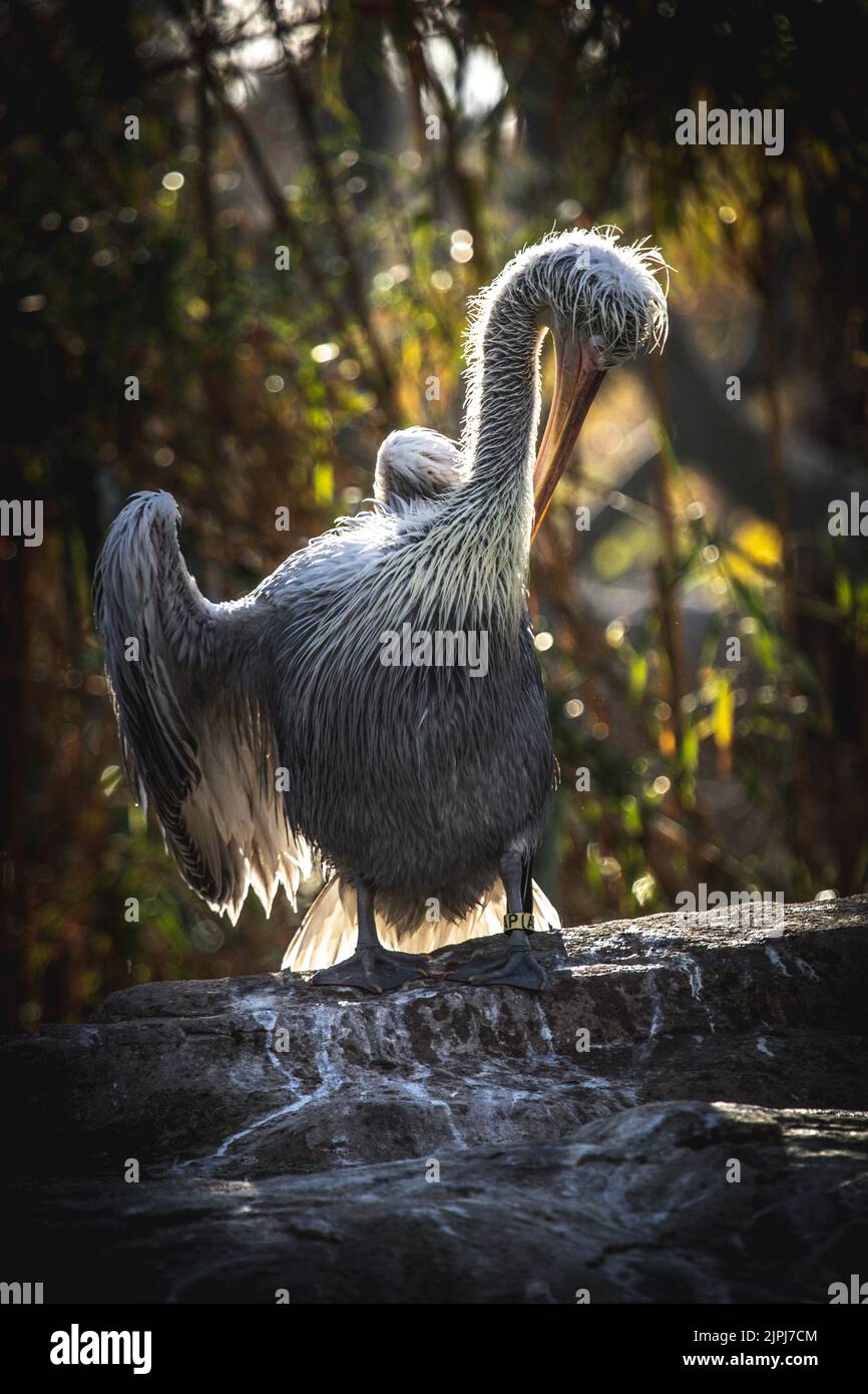 pelican cleaning its wings vertical photography Stock Photo - Alamy