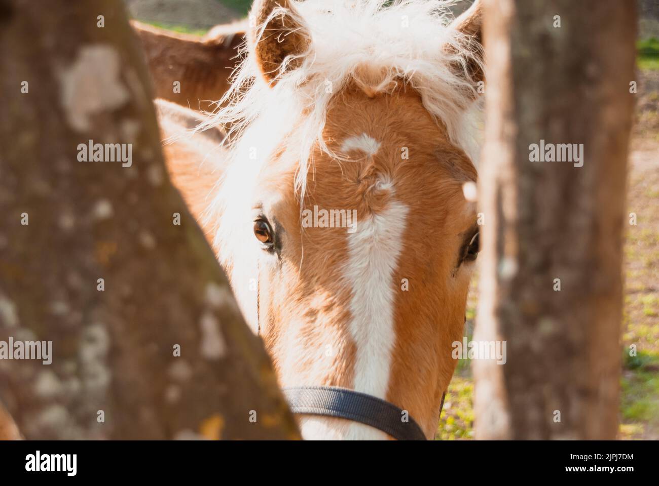 Horse staring at camera hi-res stock photography and images - Alamy