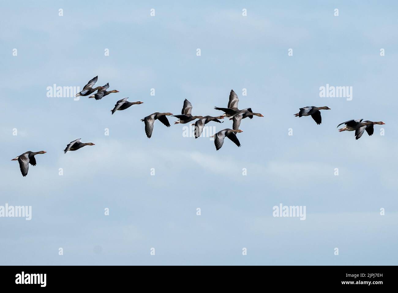 GROUP OF DUCKS FLYING WITH THE BLUE SKY Stock Photo - Alamy