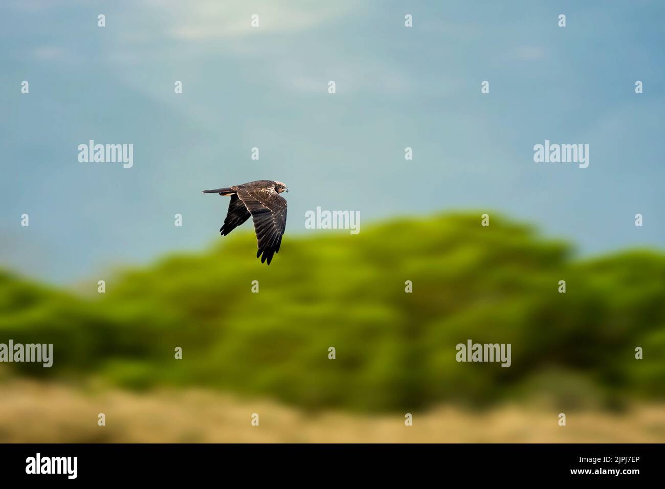 Mature eagle flying hi-res stock photography and images - Alamy