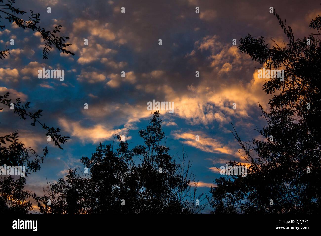 A sunset with yellow clouds in the sky and silhouettes of trees Stock ...