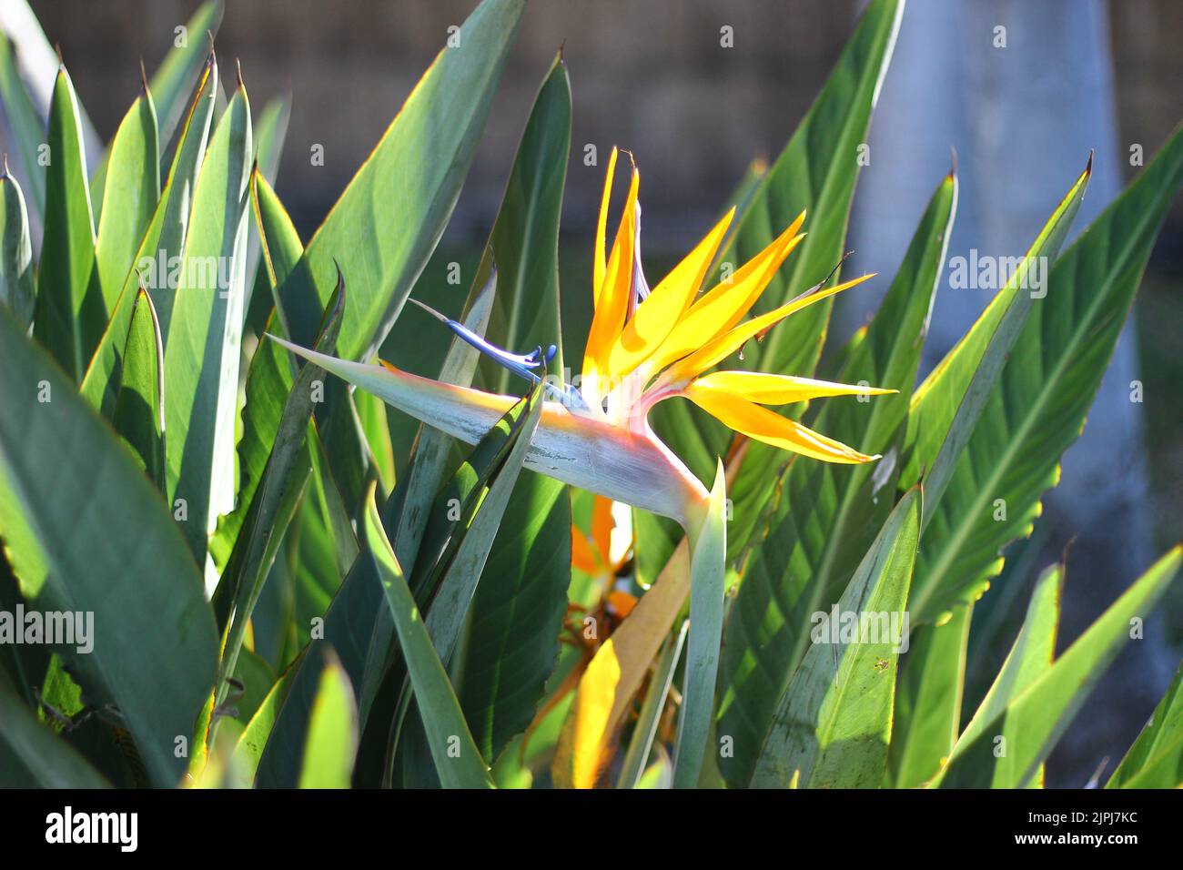 Beautiful shot crane flower hi-res stock photography and images - Alamy