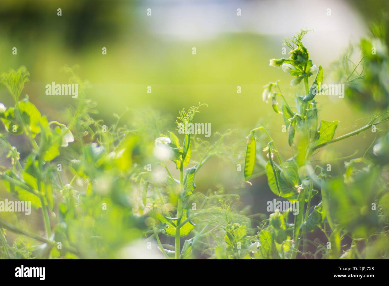 New pea plant hi-res stock photography and images - Alamy