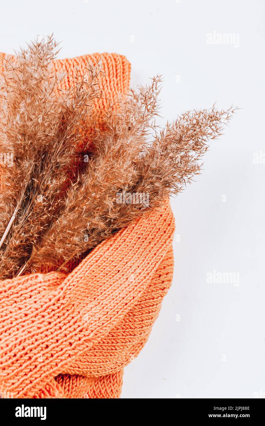 Autumn background. Knitted sweater and pampas grass. Hygge, autumn cozy ...