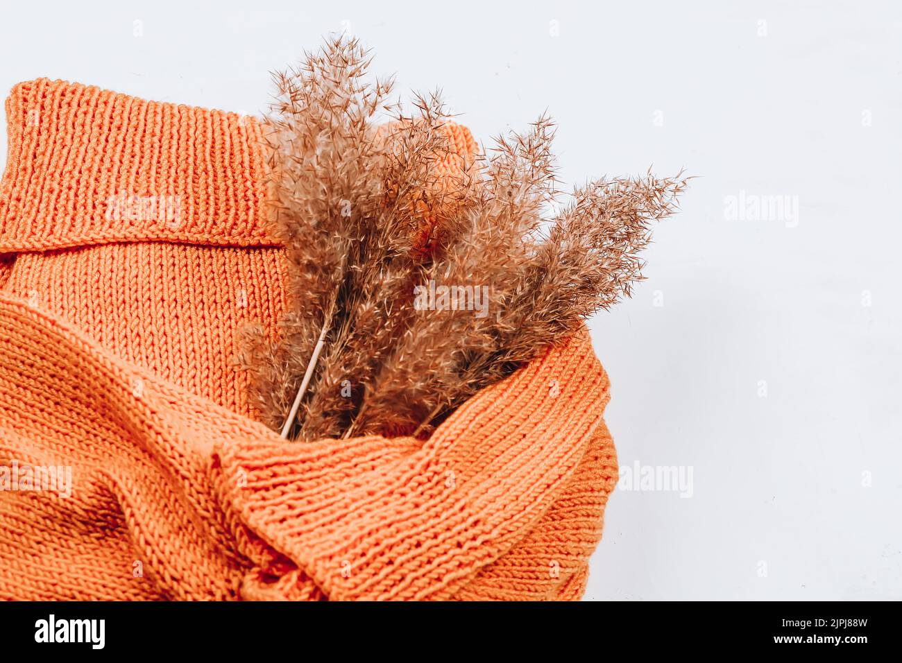 Autumn background. Knitted sweater and pampas grass. Hygge, autumn cozy ...