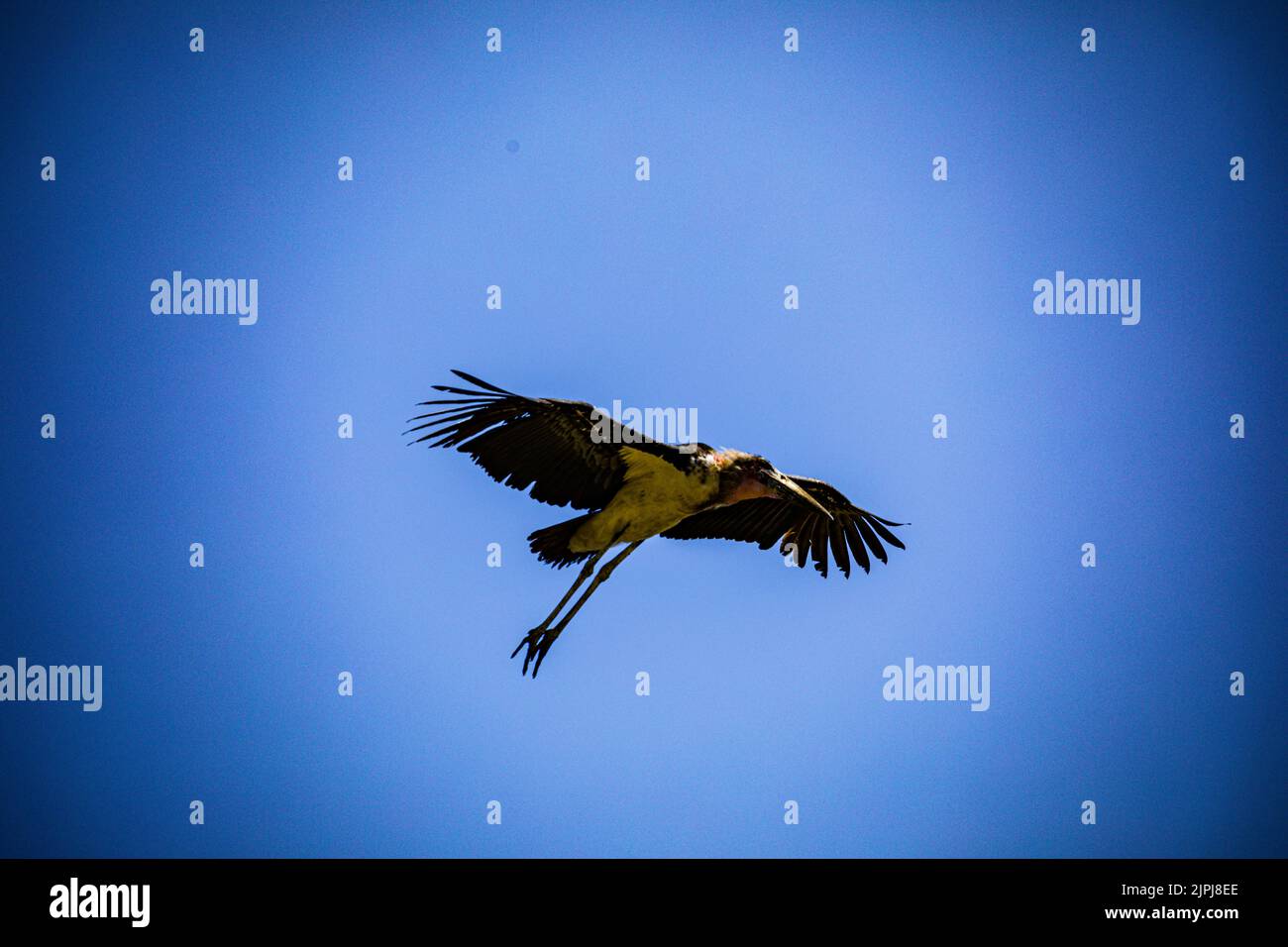 A vulture is a bird of prey that scavenges on carrion. There are 23 ...