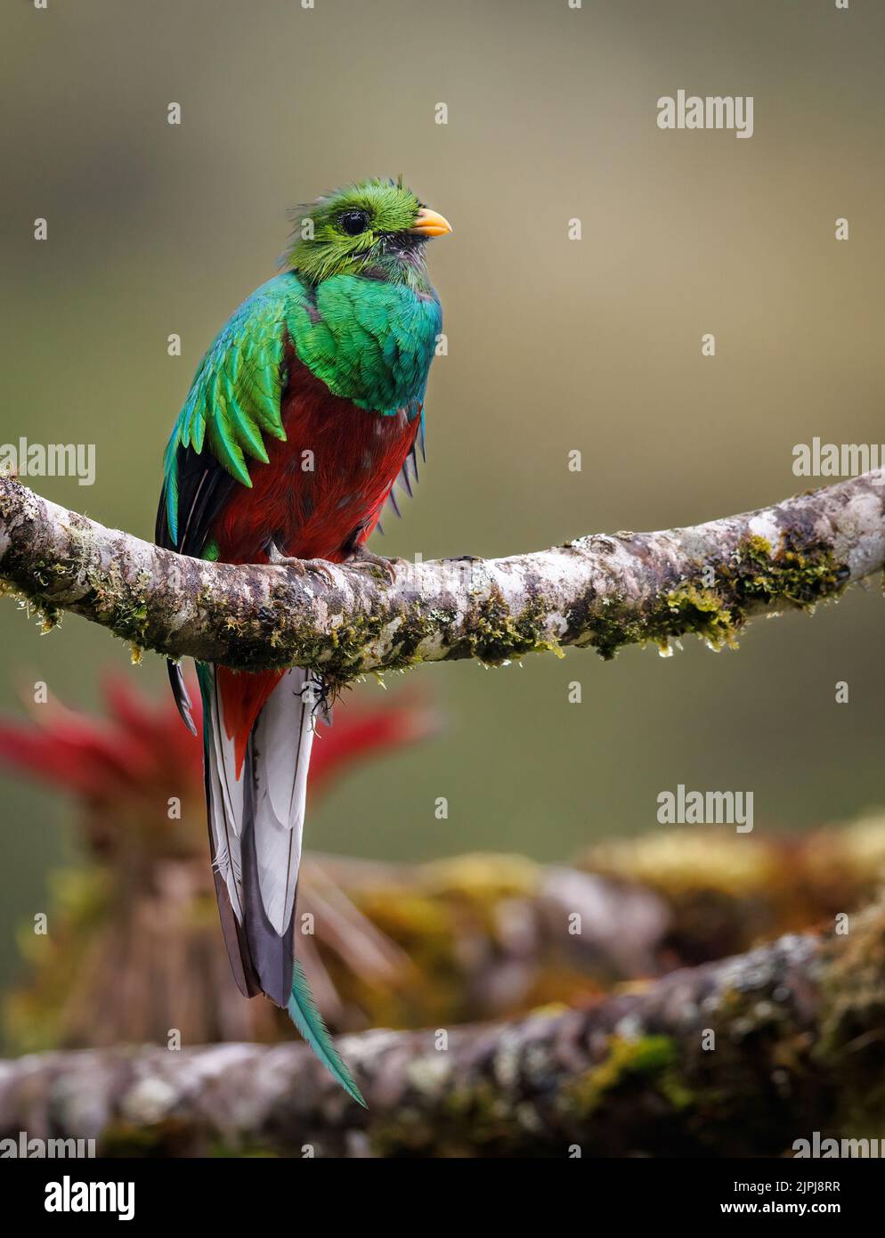 Resplendent quetzal in the tropical rainforest of Costa Rica Stock ...