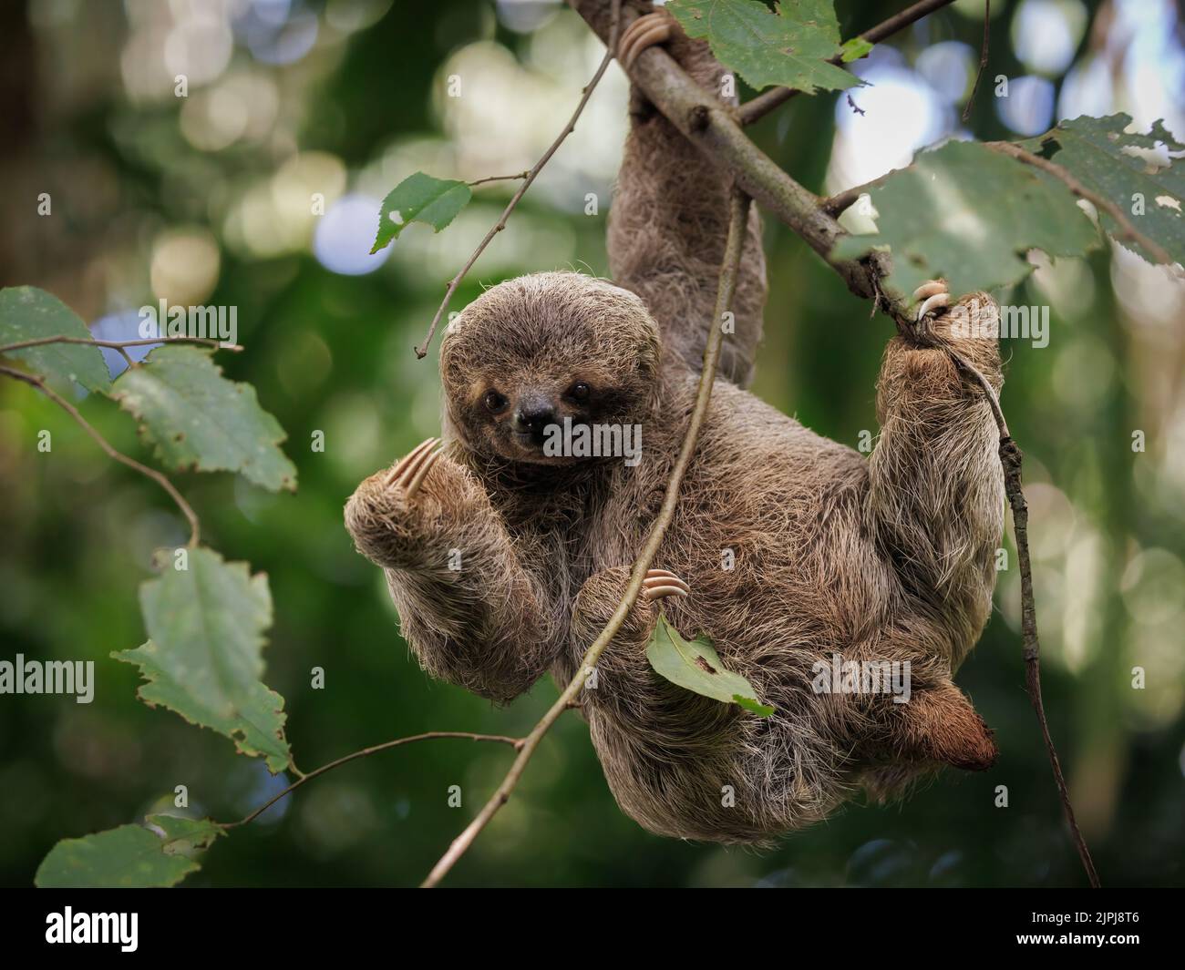 Three-toed sloth in the tropical rainforest of Costa Rica Stock Photo ...