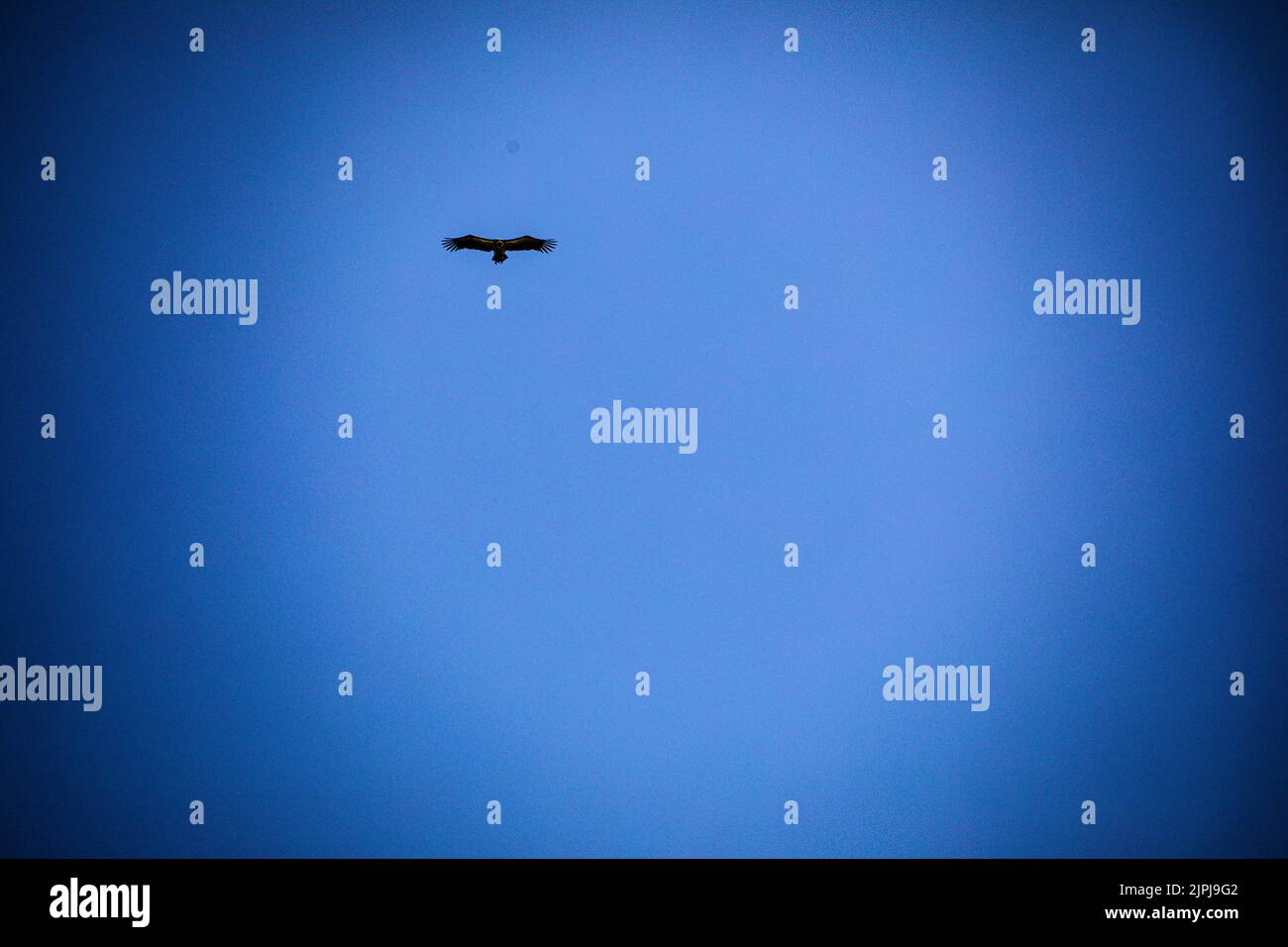 A vulture is a bird of prey that scavenges on carrion. There are 23 ...
