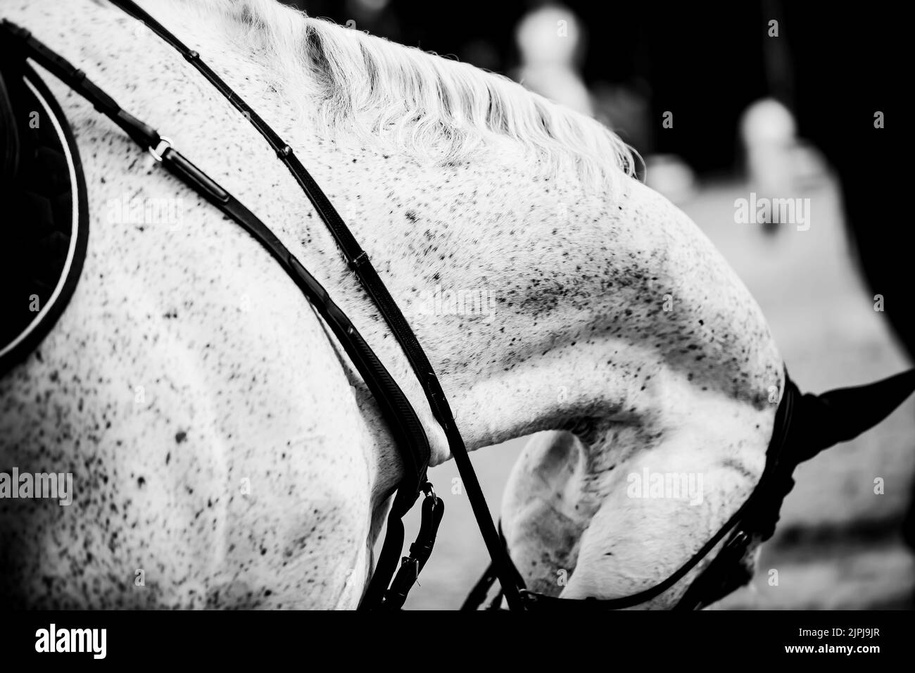 A black-and-white image of a gray horse with a bridle on its muzzle ...