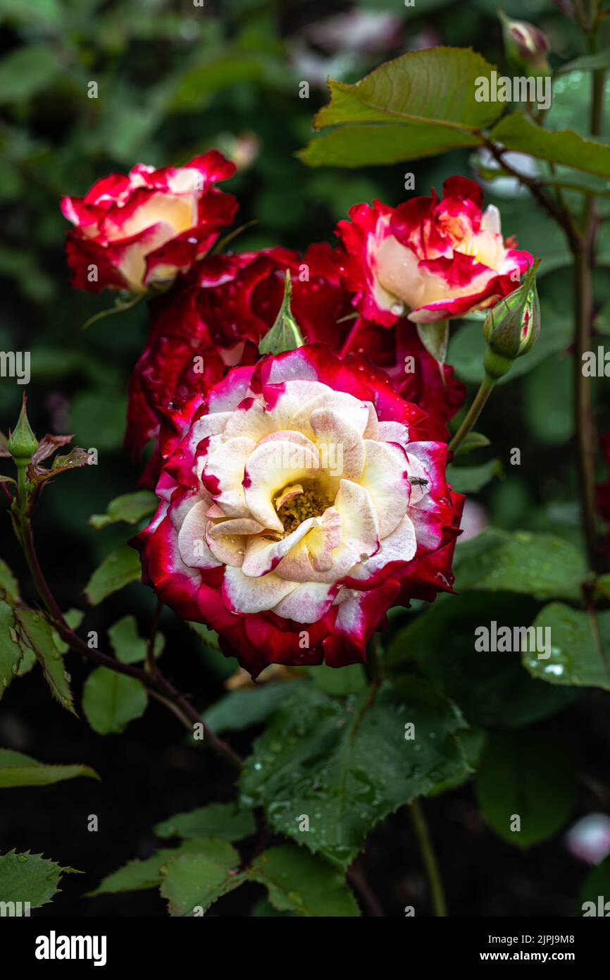 Flowering ‘Best Kept Secret’ Hybrid Tea Rose Stock Photo - Alamy