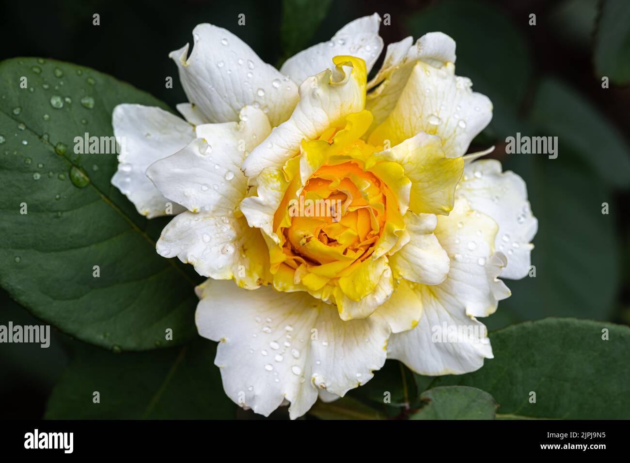 Flowering ‘Chantilly Cream’ Hybrid Tea Rose Stock Photo - Alamy
