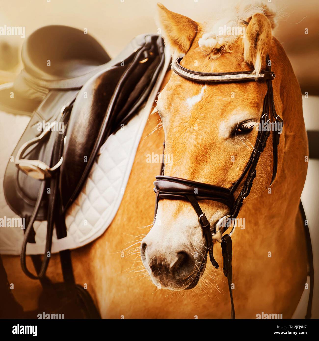 Portrait of a beautiful sorrel pony with a light mane and a leather ...