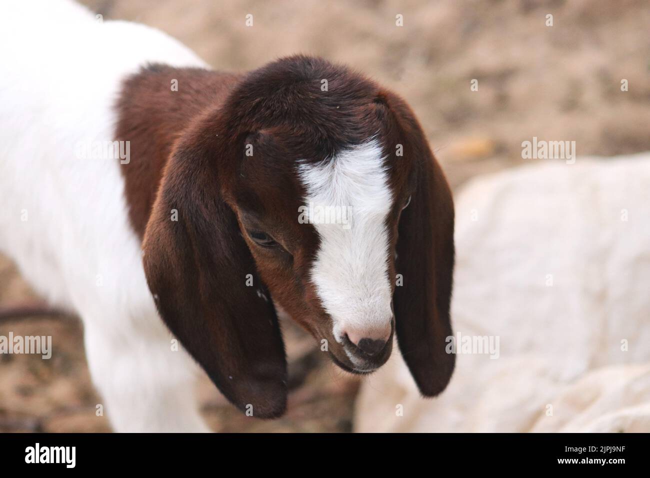 Cute baby goat face in focus, captured in the farm Stock Photo - Alamy